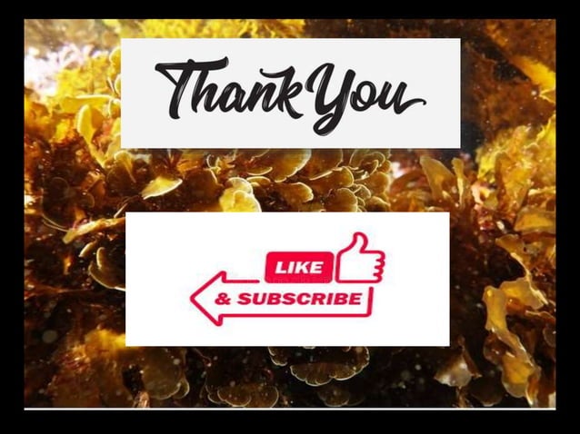 Phaeophyceae Brown Algae | PPTX | Biological Sciences | Science