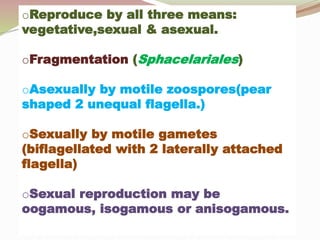 Phaeophyceae Brown Algae | PPTX