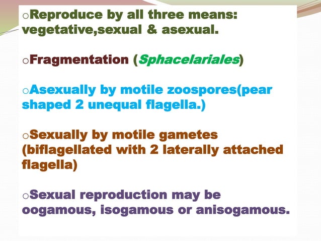 Phaeophyceae Brown Algae | PPTX | Biological Sciences | Science