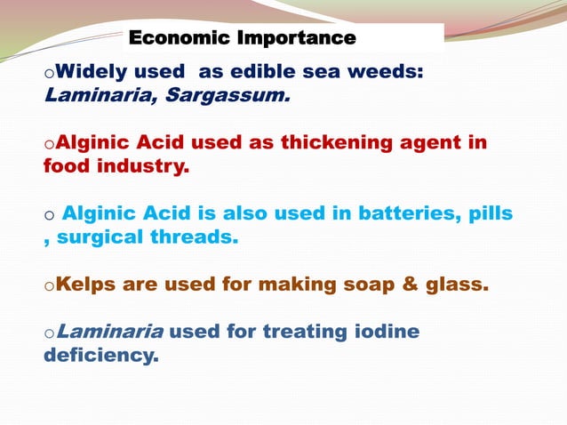 Phaeophyceae Brown Algae | PPTX | Biological Sciences | Science