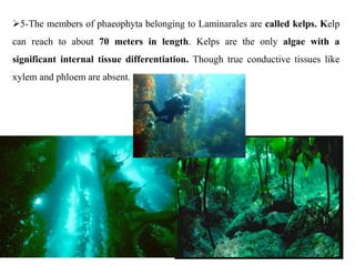 Phaeophyceae.ppt