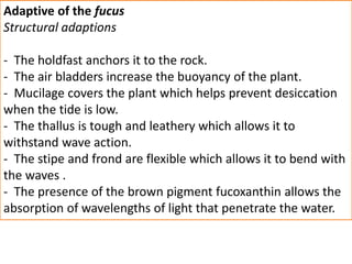Phaeophyceae.ppt
