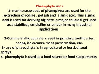 Phaeophyceae.ppt