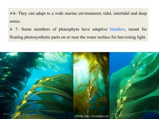 Phaeophyceae.ppt