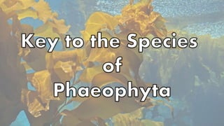 Phaeophyta | PPTX