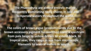 Phaeophyta | PPTX