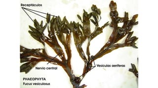 PHAEOPHYTA (Morfología, reproducción, importancia).pdf