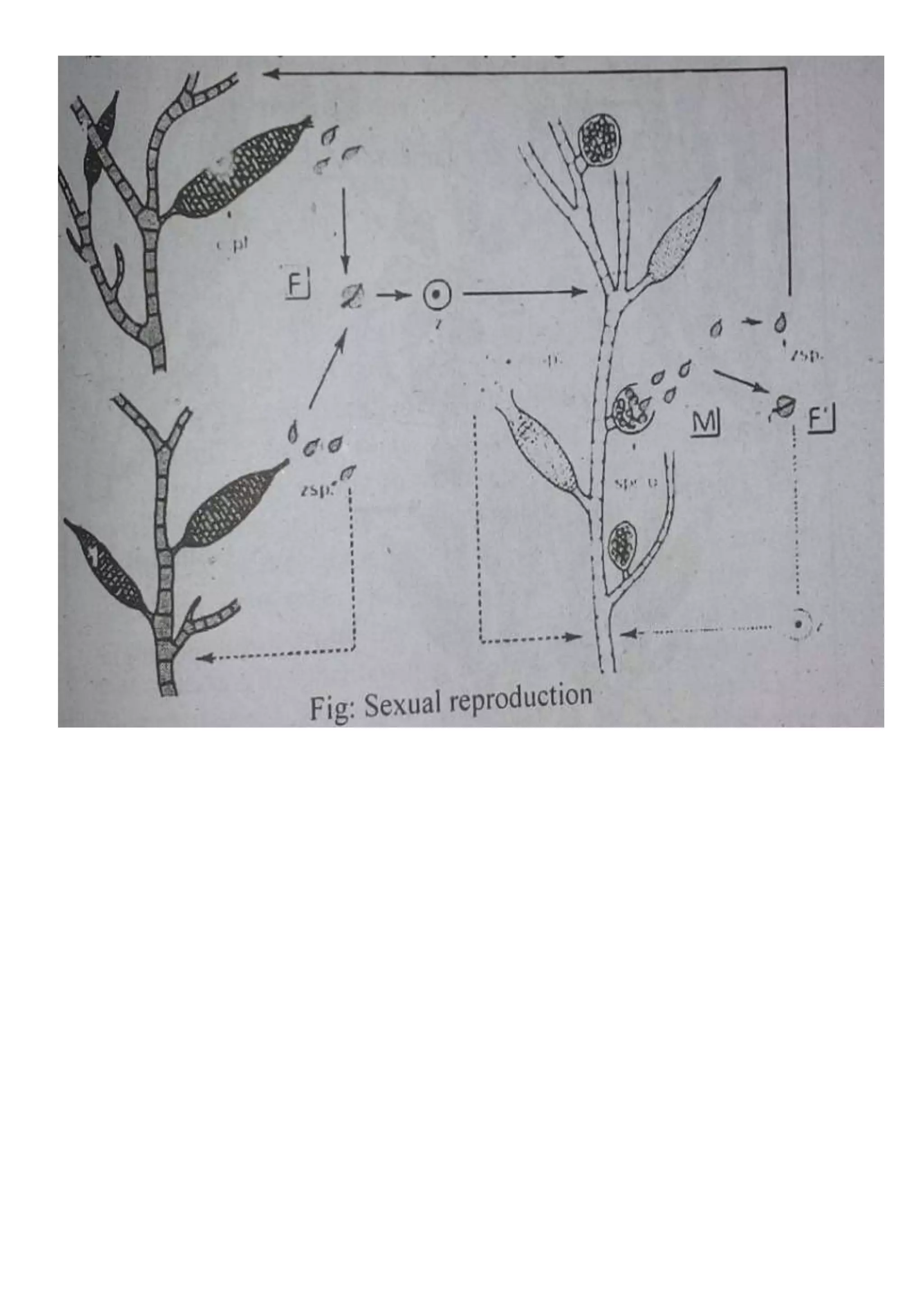 Phaeophyta algae presentation | DOCX