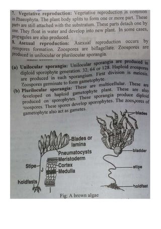 Phaeophyta algae presentation | DOCX