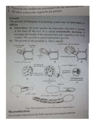 Phaeophyta Diagram