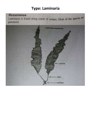 Laminaria Slide Labeled