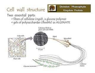 The kingdom protista | PPT