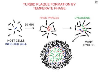 Phage | PPT