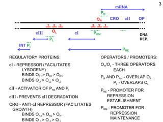 Phage | PPT