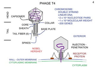 Phage | PPT