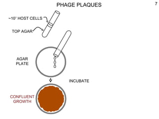 Phage | PPT