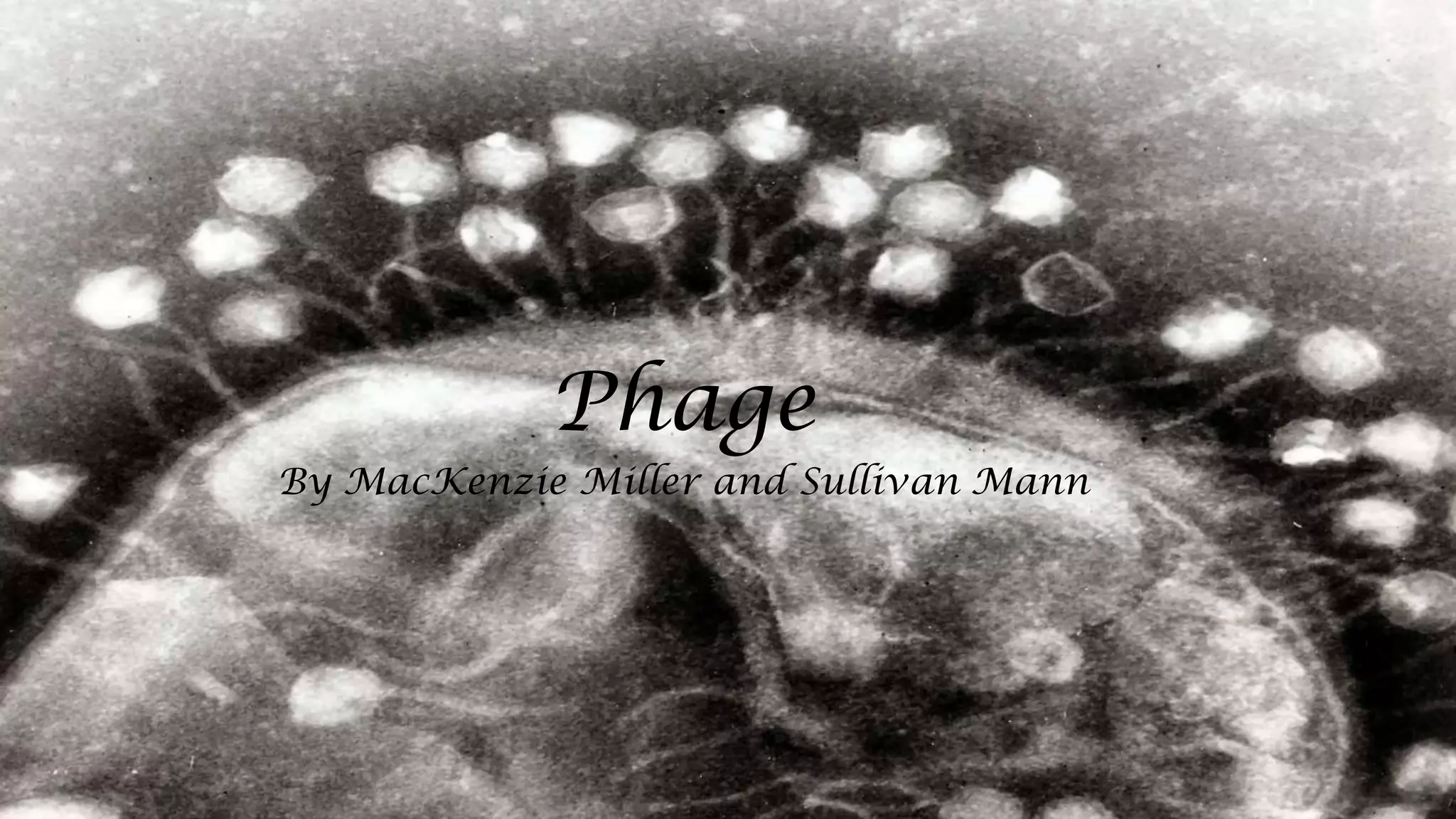 Phage | PPT