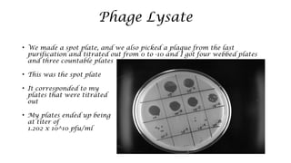 Phage | PPT