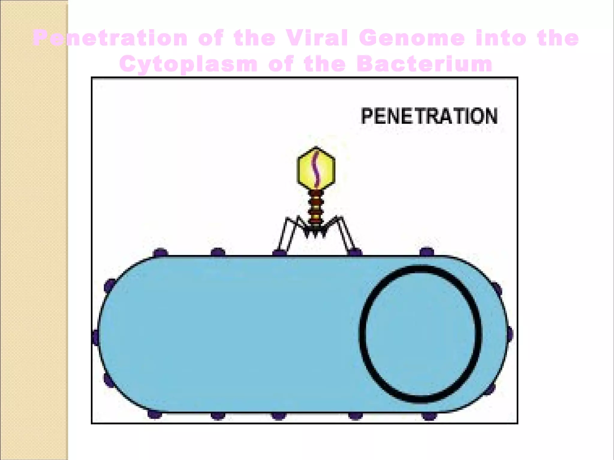 Bacteriophage | PPT