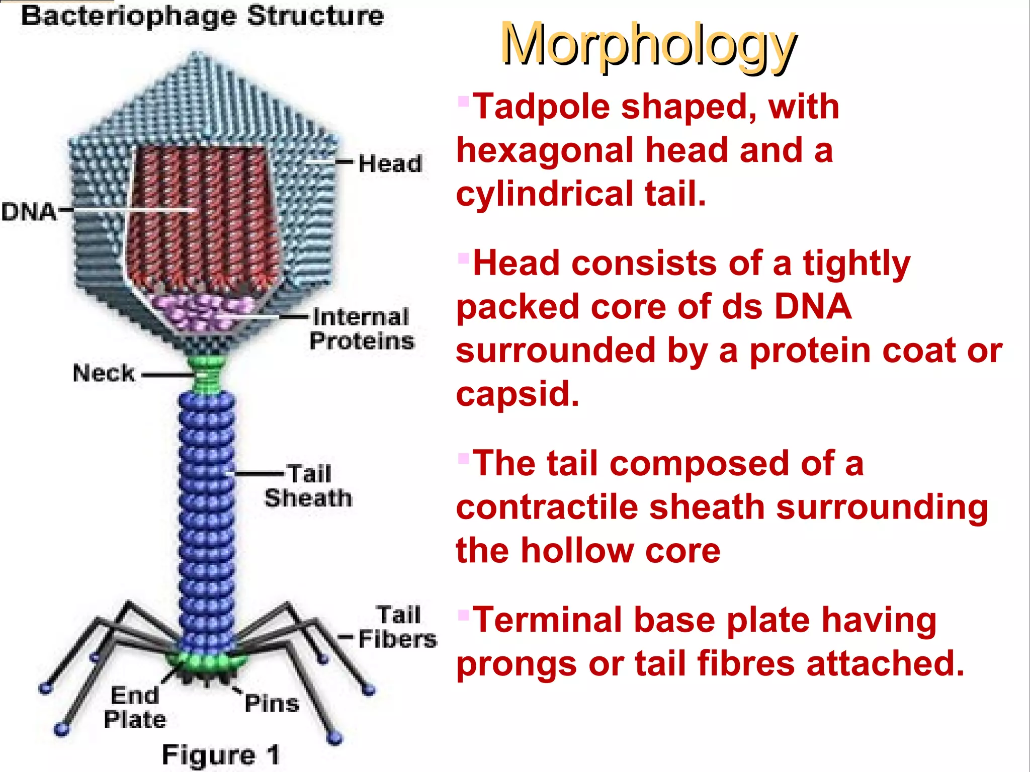 Bacteriophage | PPT