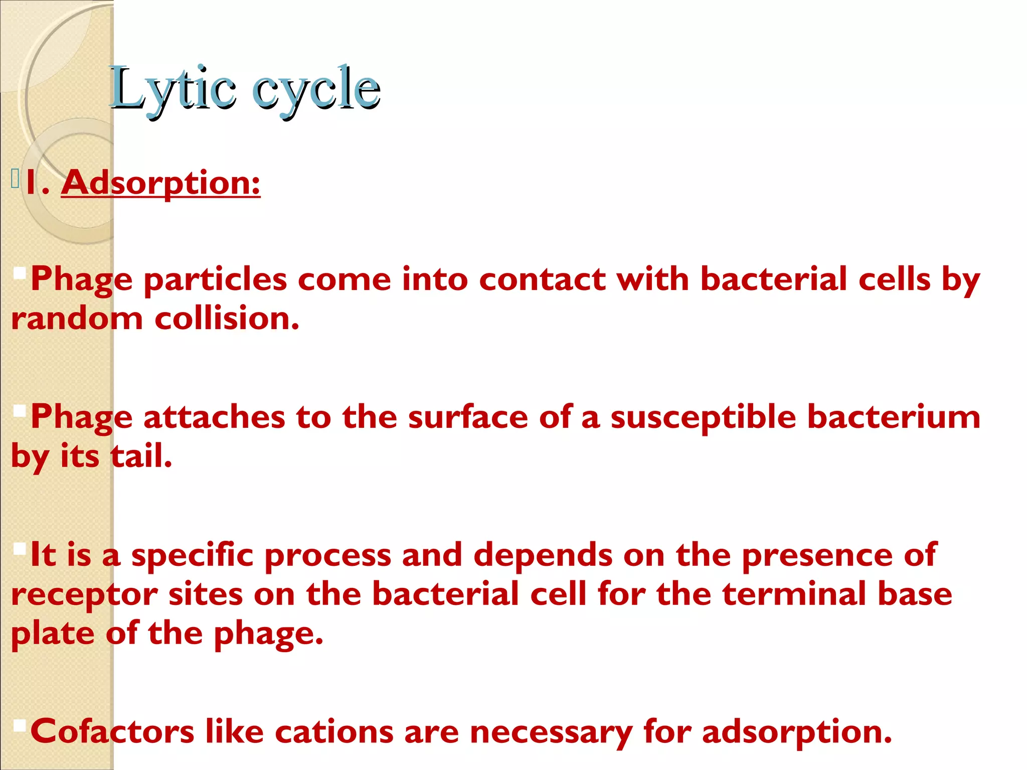 Bacteriophage | PPT