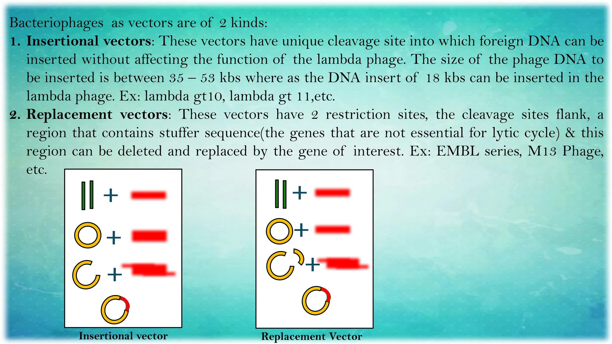 Phage or Bacteriophage as Vector ...pptx