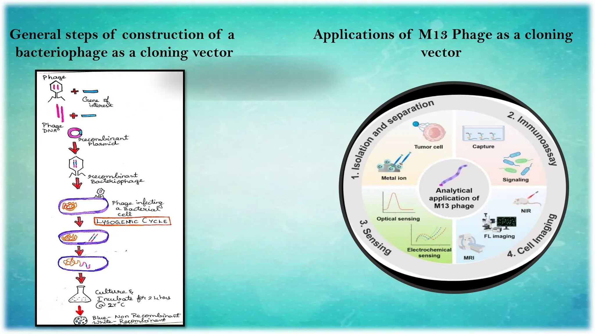 Phage or Bacteriophage as Vector ...pptx
