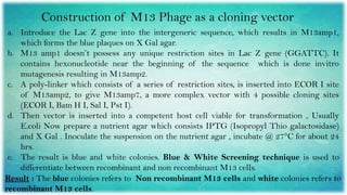 Phage or Bacteriophage as Vector ...pptx