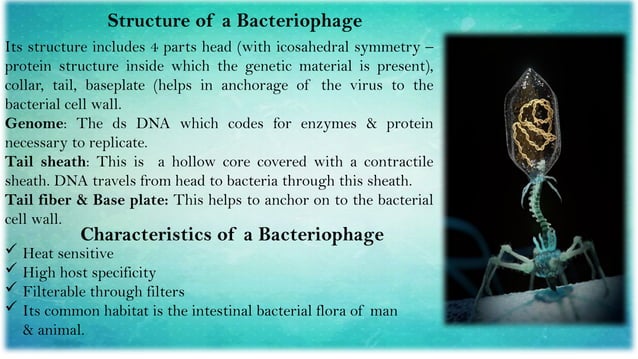 Phage or Bacteriophage as Vector ...pptx