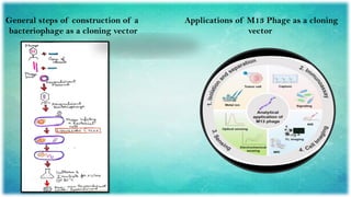 Phage or Bacteriophage as Vector ...pptx