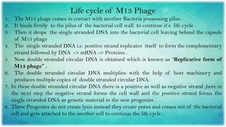 Phage or Bacteriophage as Vector ...pptx