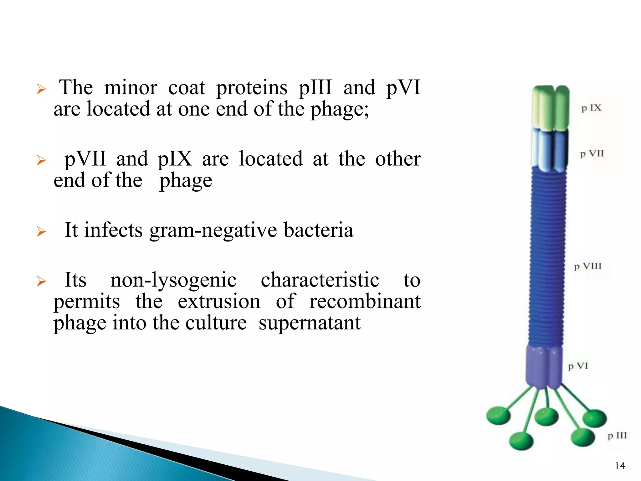 Phage display | PPTX