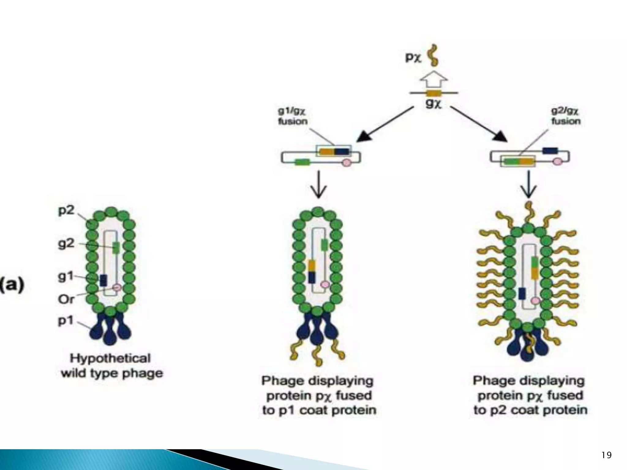 Phage display | PPTX