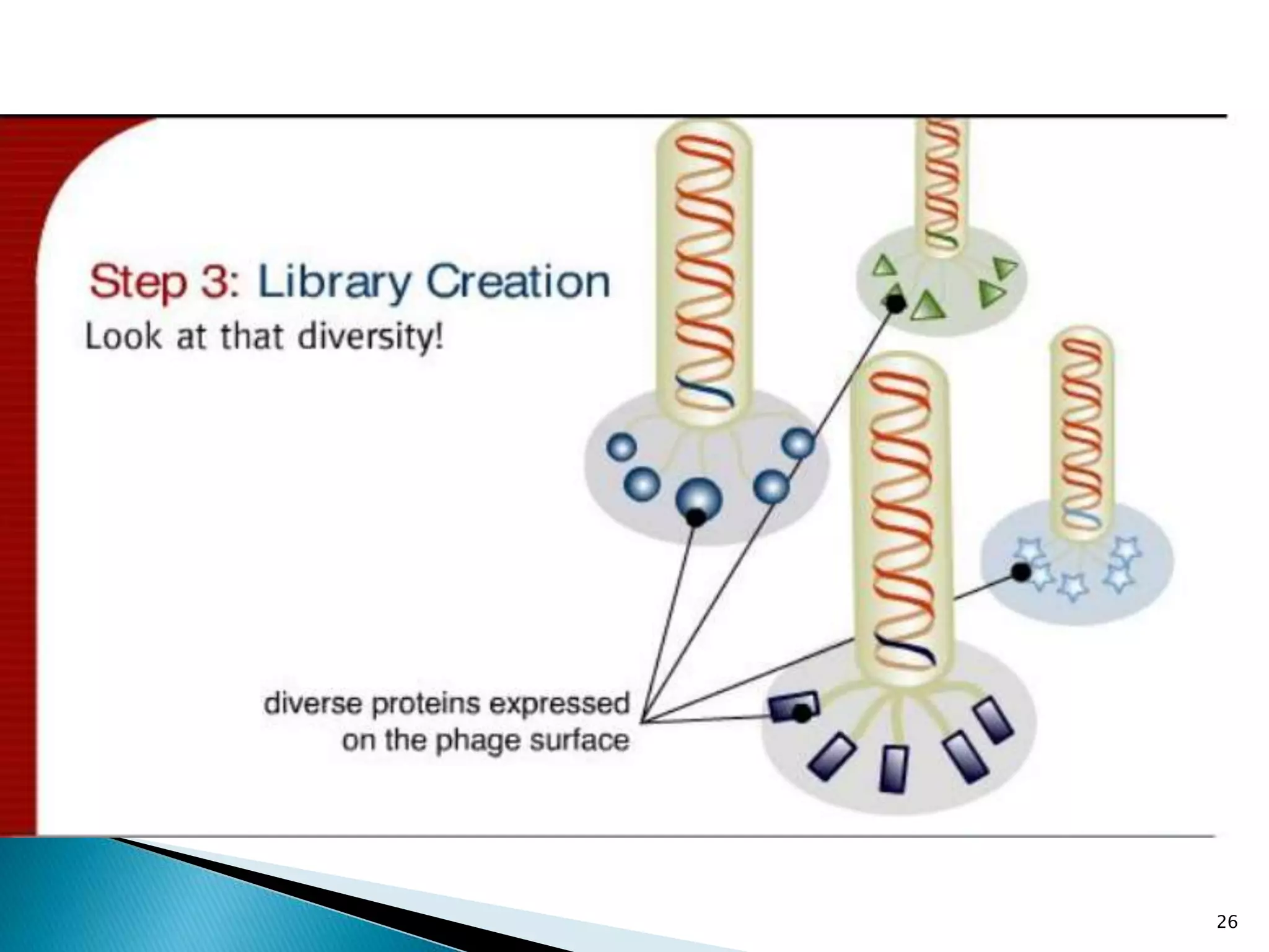 Phage display | PPTX