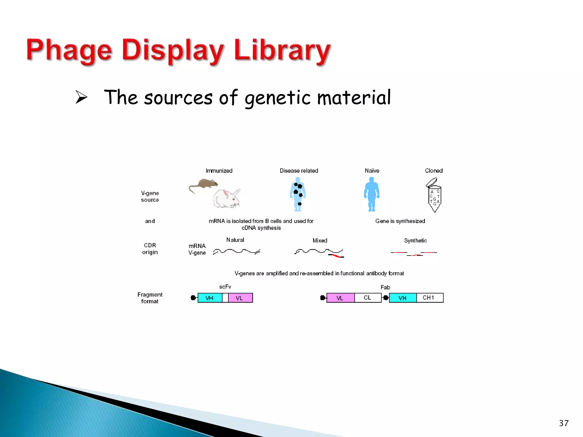 Phage display | PPTX