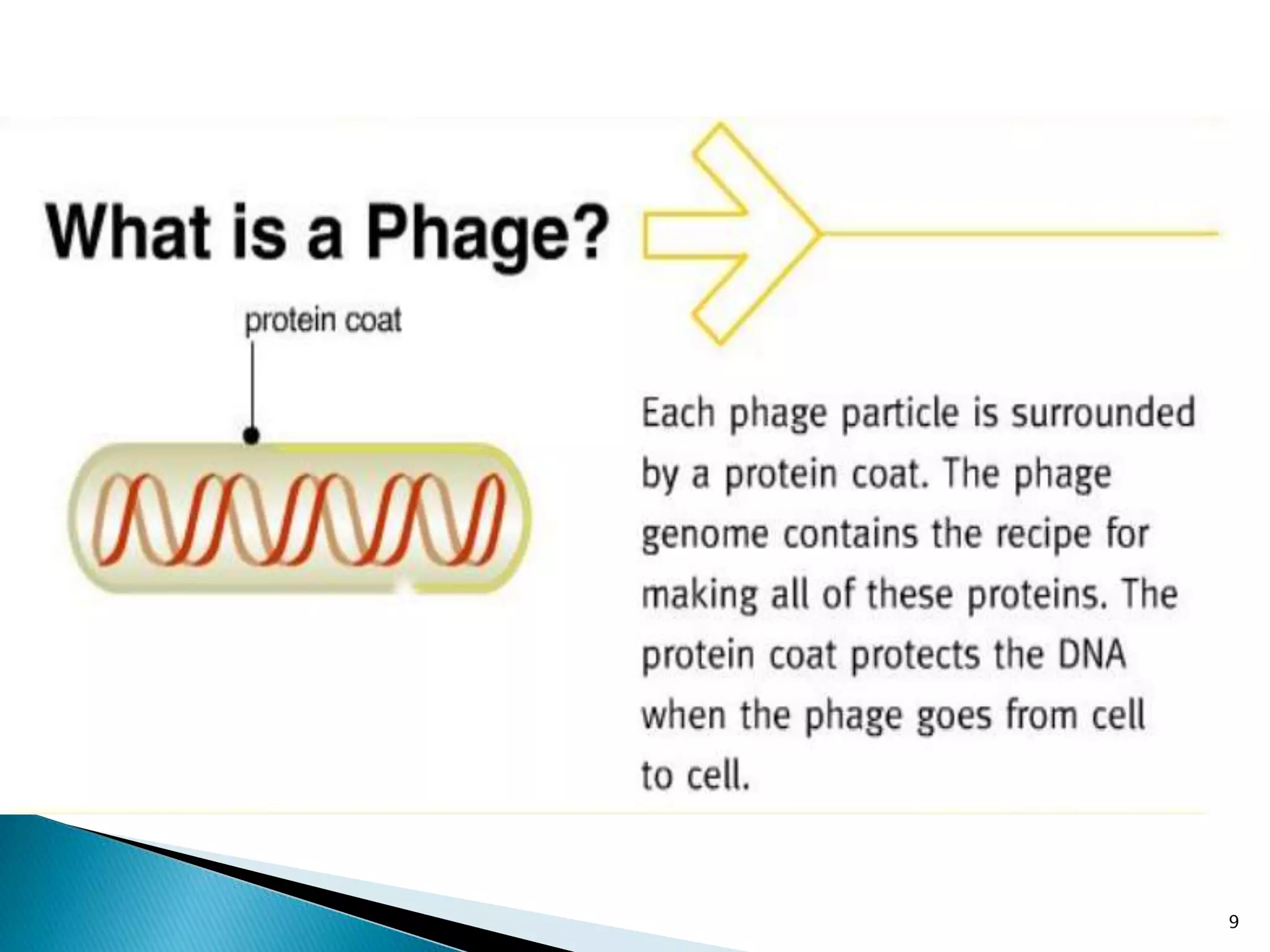 Phage display | PPTX