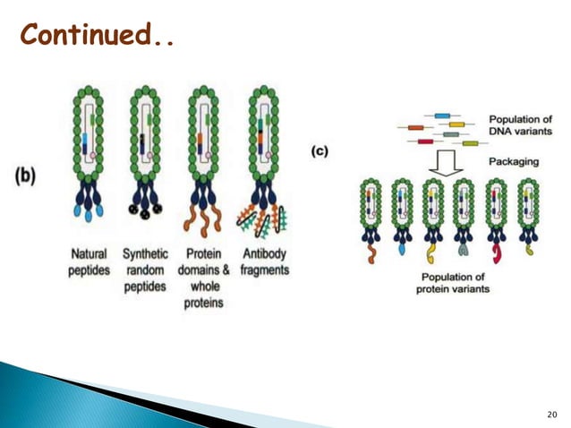 Phage display | PPT