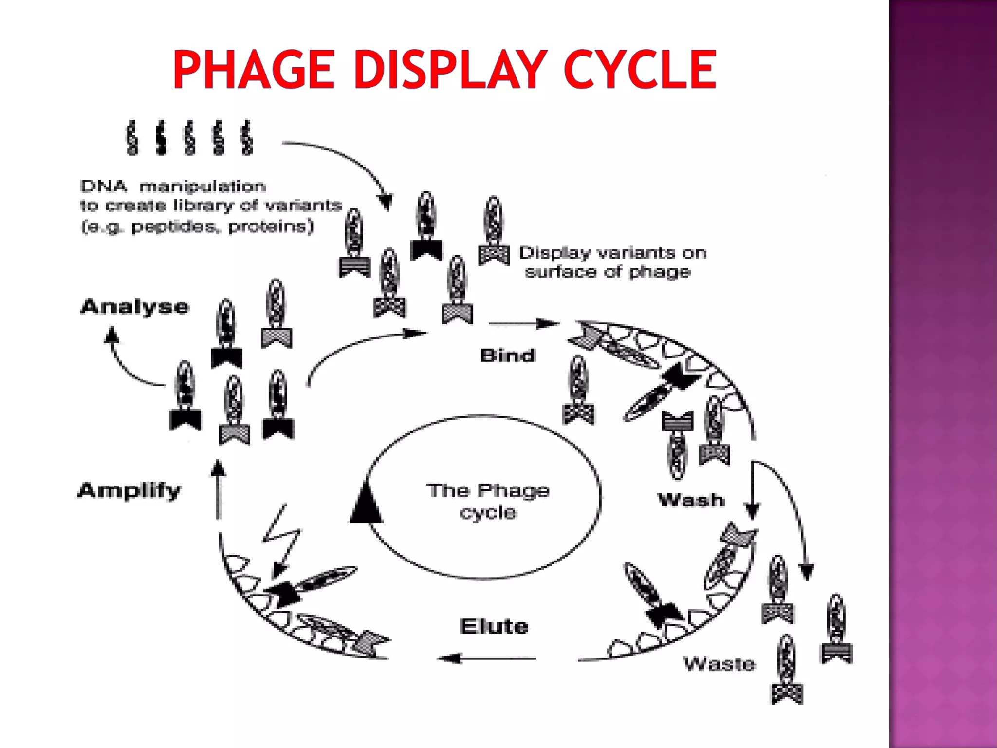 Phage display and its applications | PPT
