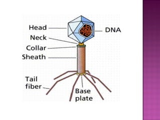 Phage display and its applications | PPT