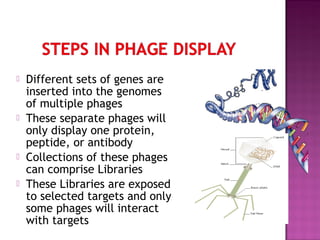 Phage display and its applications | PPT