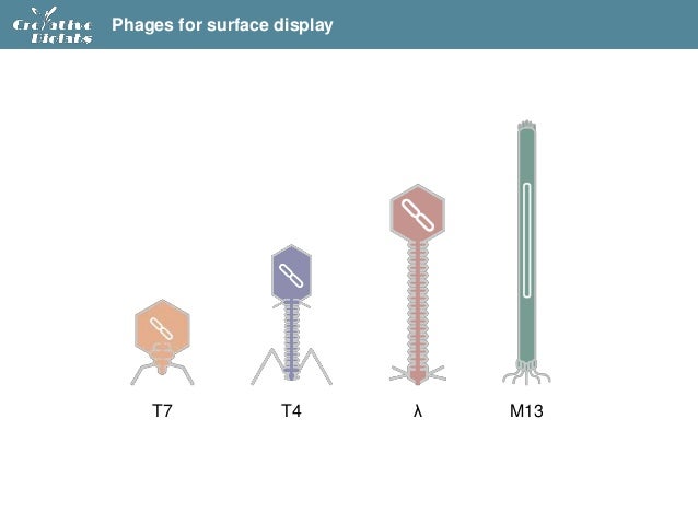 Phage Display Technology - Creative Biolabs
