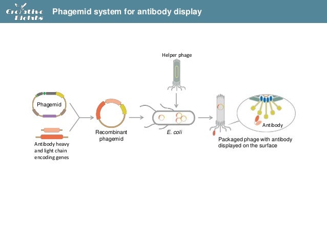 Phage Display Technology - Creative Biolabs