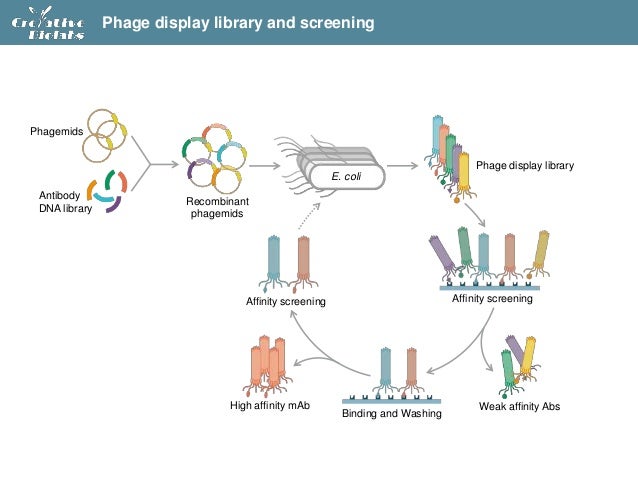 Phage Display Technology - Creative Biolabs