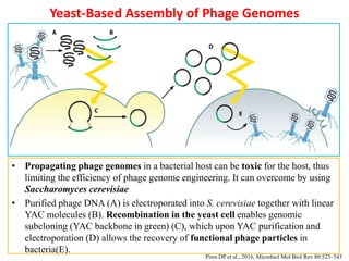 Phage engineering.pptx