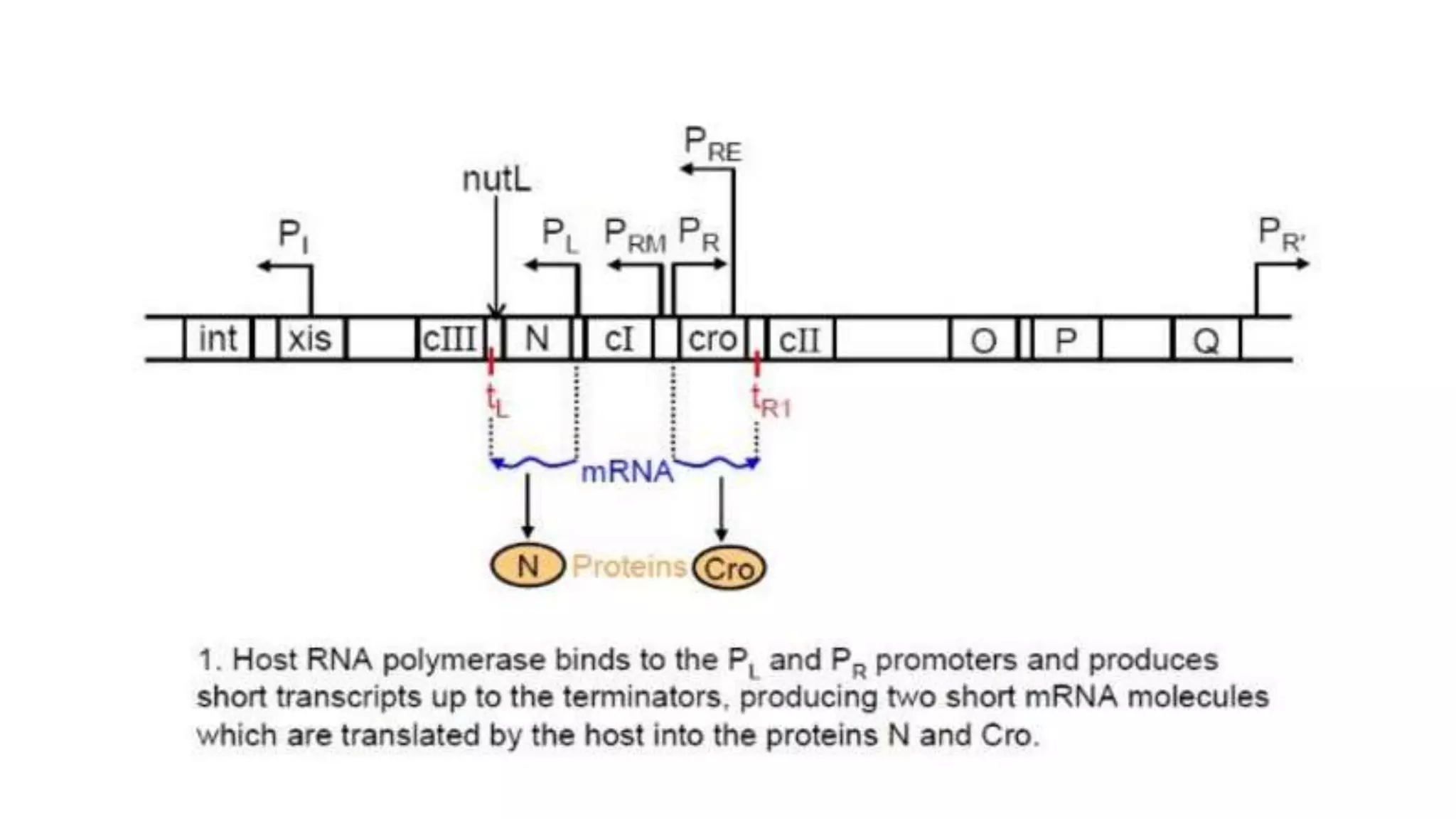 Phage Gene Regulation.pptx