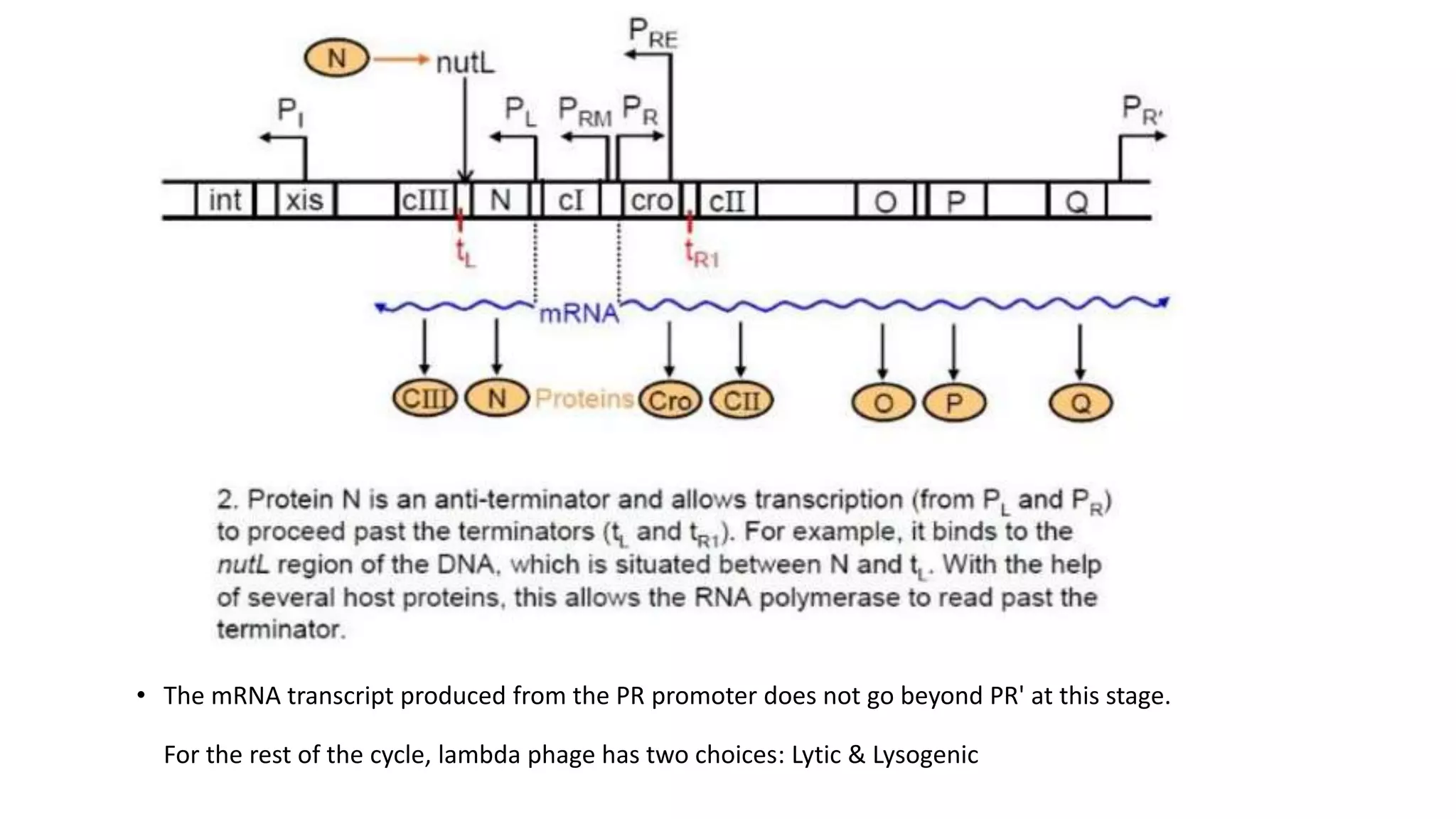 Phage Gene Regulation.pptx