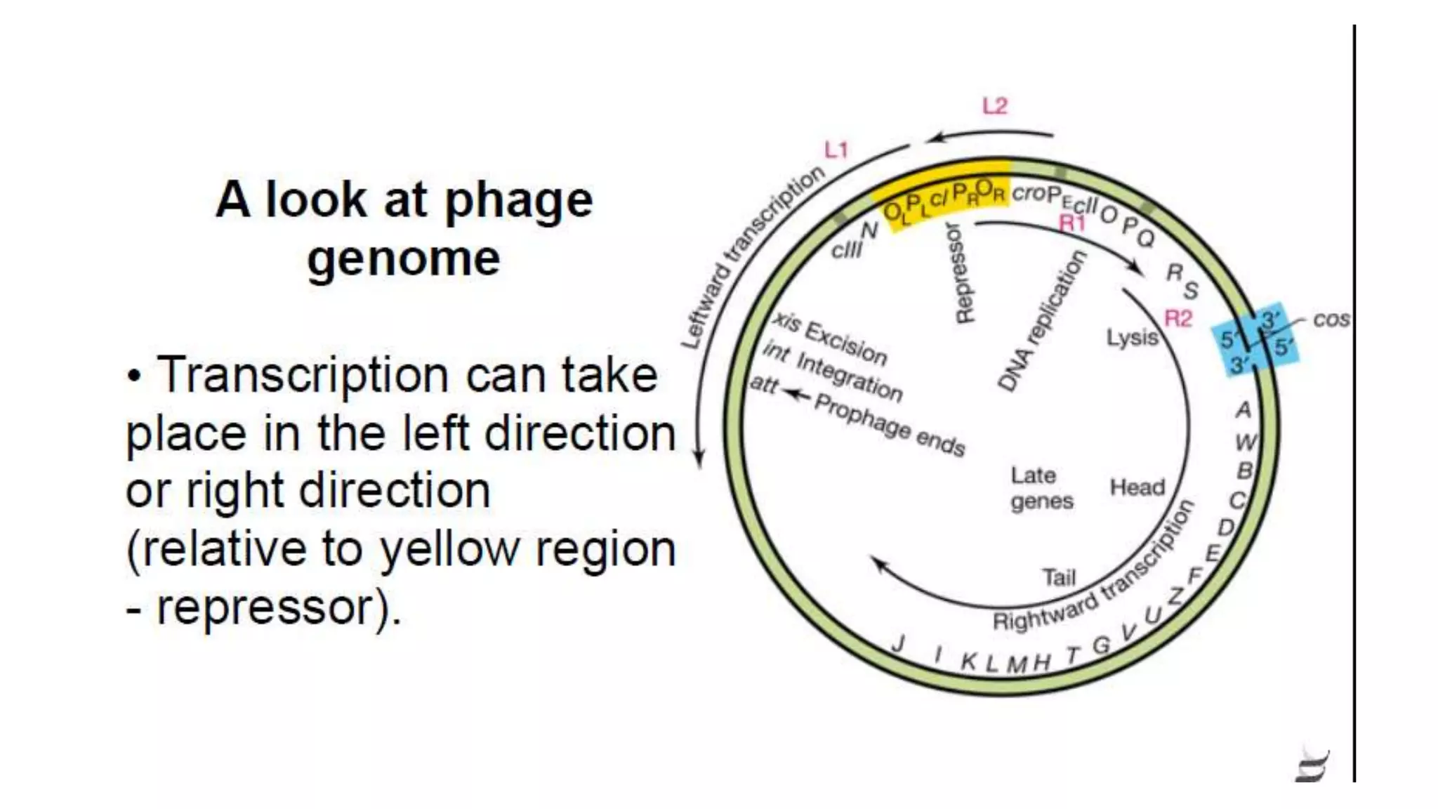 Phage Gene Regulation.pptx