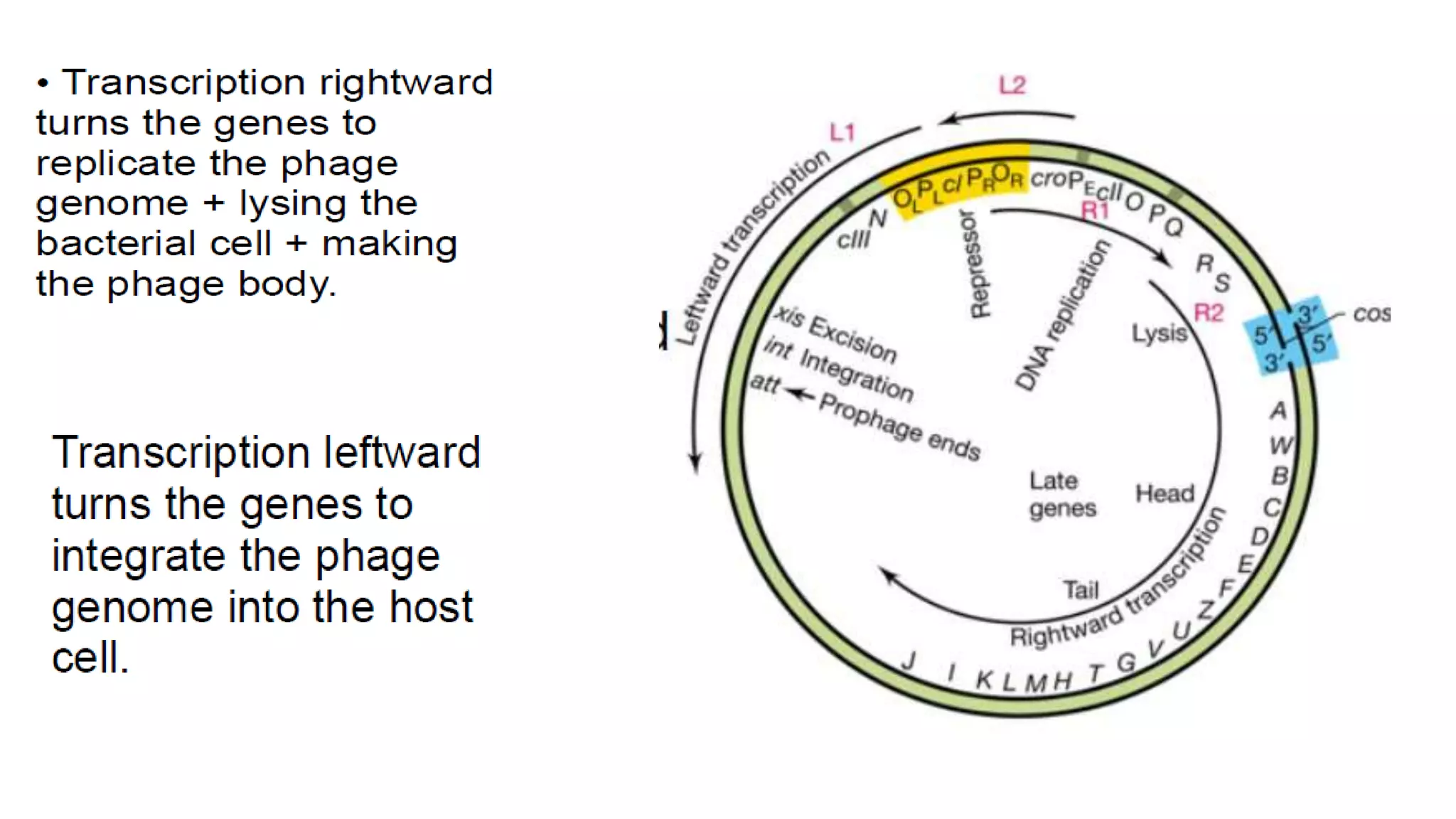 Phage Gene Regulation.pptx