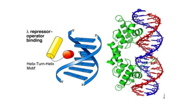 Phage Gene Regulation.pptx