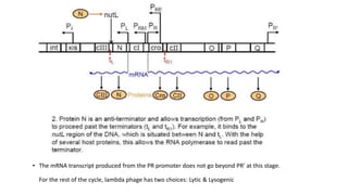 Phage Gene Regulation.pptx
